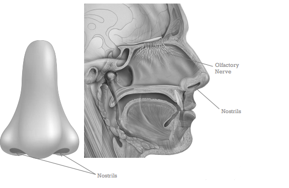 CBSE Class 5 Science Nervous System And Sense Organs Worksheet